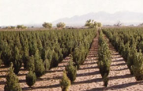 Archer Farms, Inc. Pinus Eldarica, Eldarica Afghan Pines and Pecans